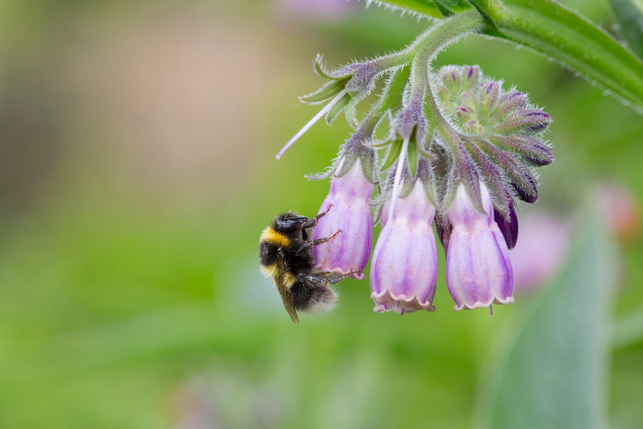 Comfrey: What you need to know about the plant that 'looks like borage ...