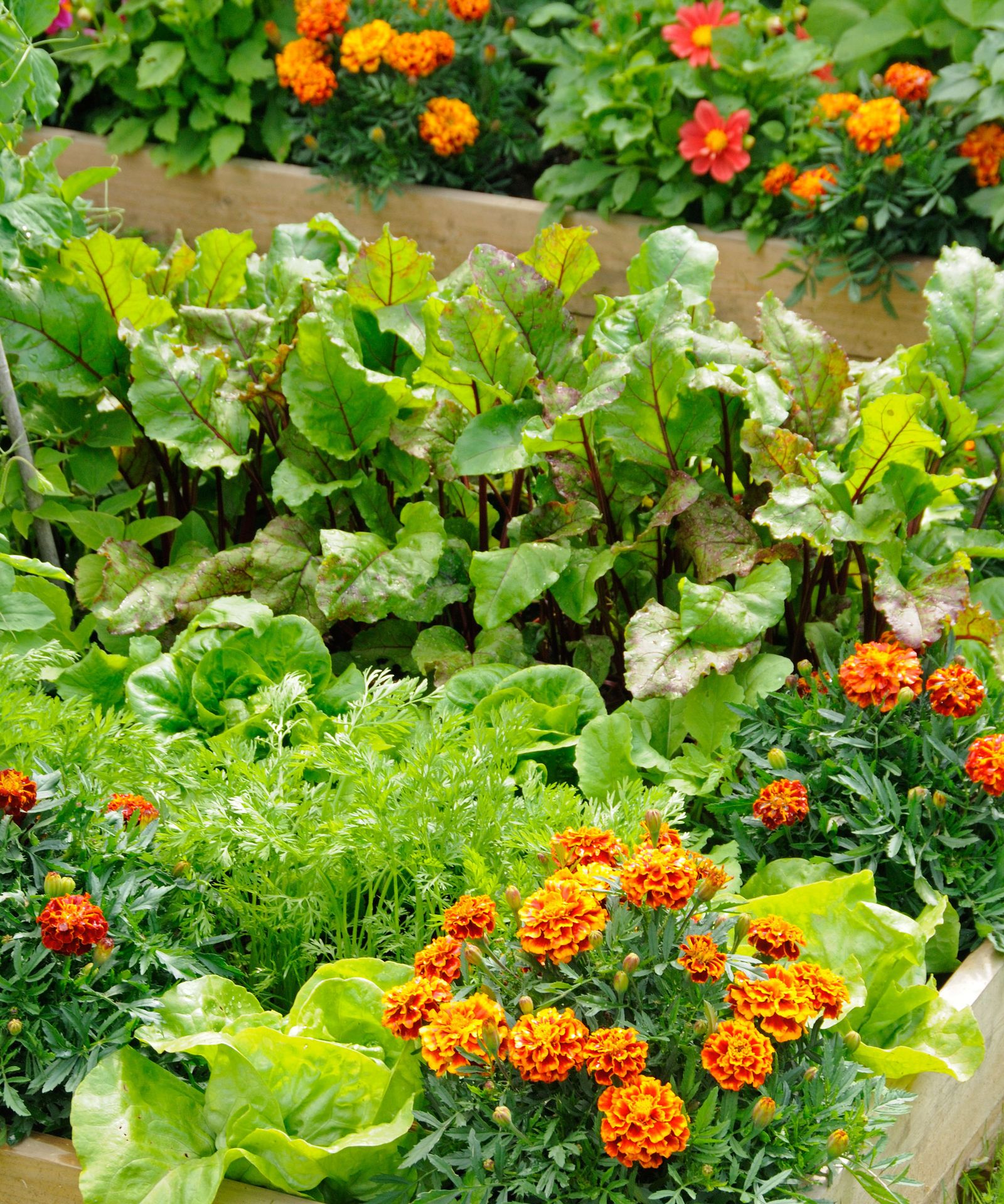 How to design a potager garden for vegetables and flowers | Gardeningetc