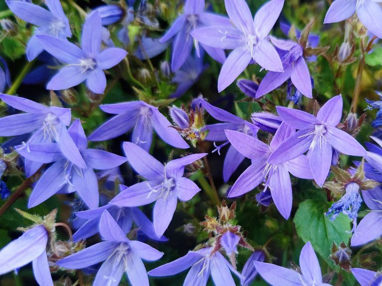 Bring On The Bellflowers: Campanula Varieties For Every Garden ...