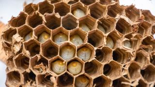 200 'murder hornet' queens found inside first US nest of this invasive ...