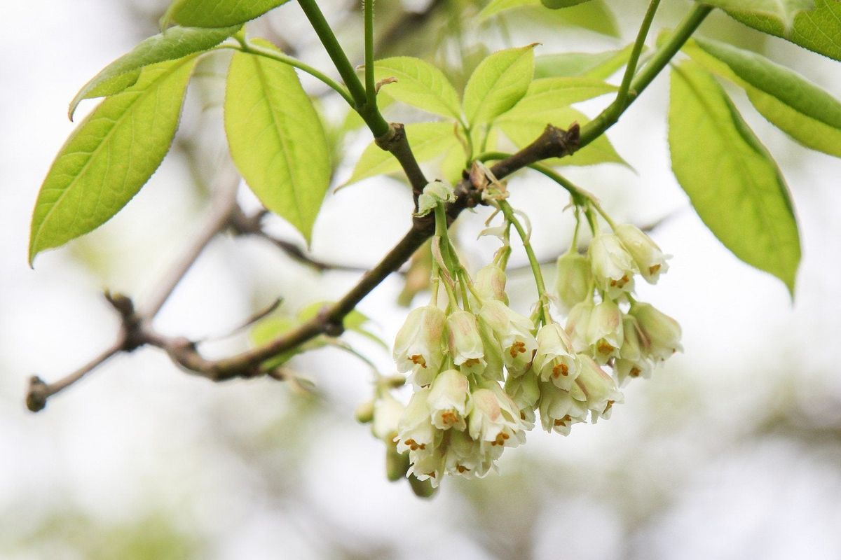 American Bladdernut Information - Tips For Growing An American ...