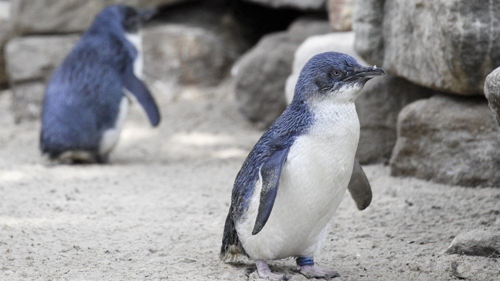 Adorable extinct penguin was one of the smallest of its kind to ever ...