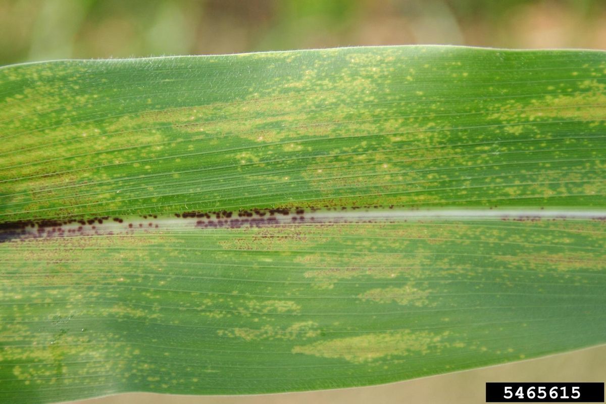 What Is Corn Brown Spot: Learn About Physoderma Brown Spot Control ...