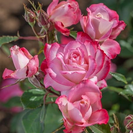 How to grow floribunda roses: 3 tips from a rose expert | Homes and Gardens