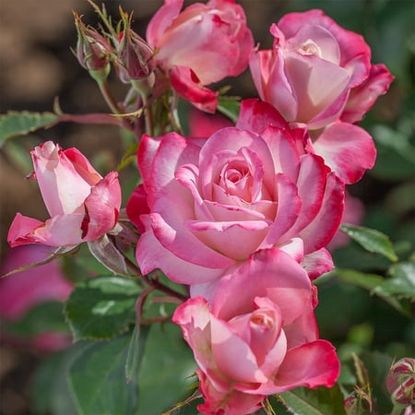 How to grow floribunda roses: 3 tips from a rose expert | Homes and Gardens