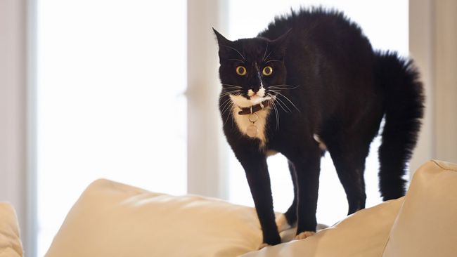 Why does my cat stare at me? Meanings behind the feline gaze | PetsRadar