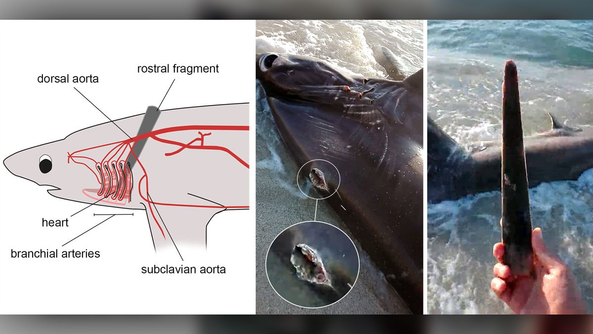 Whodunit solved when 'sword' is found embedded in thresher shark | Live ...