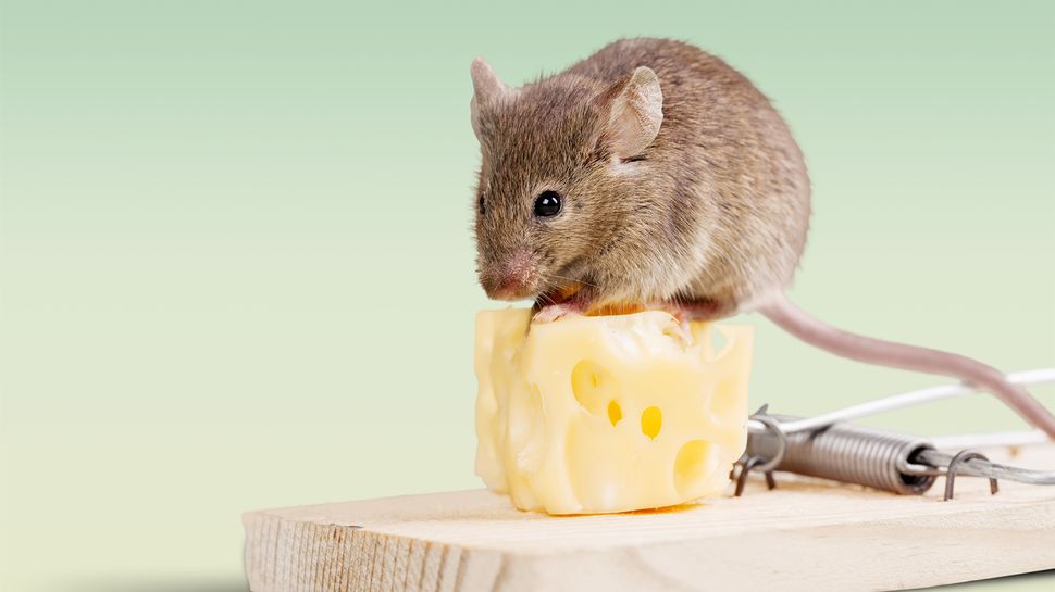 5 common mistakes to avoid when getting rid of mice | Tom's Guide