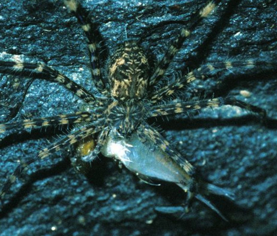 In Photos: Fish-Eating Spiders Around the World | Live Science