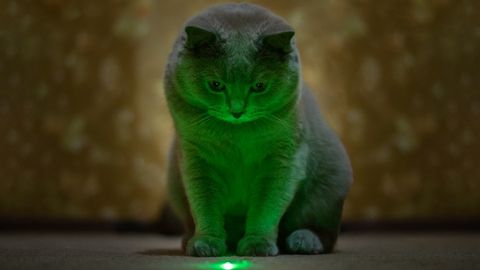 Best automatic laser cat toys: The top cat chasing devices | PetsRadar