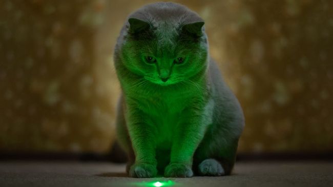 Best automatic laser cat toys: The top cat chasing devices | PetsRadar