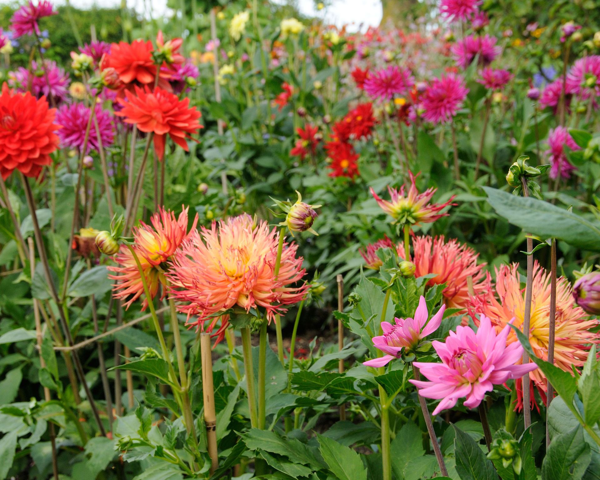Garden flower trends - 10 key looks to try | Livingetc
