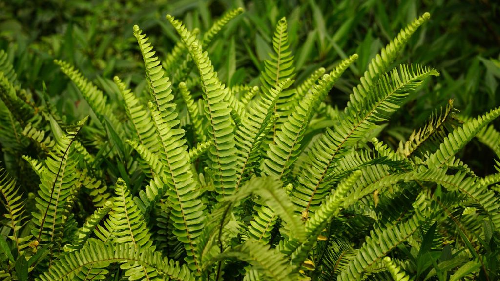 Polypodium Care: How To Grow Polypodium Ferns | Gardening Know How