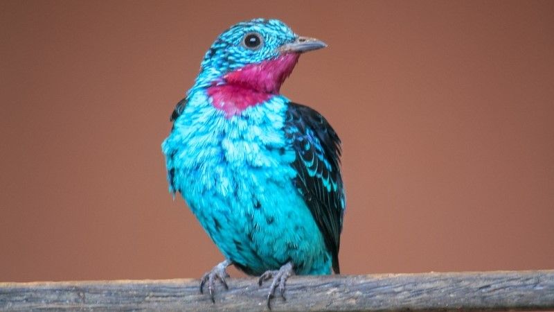 32 of the most colorful birds on Earth | Live Science