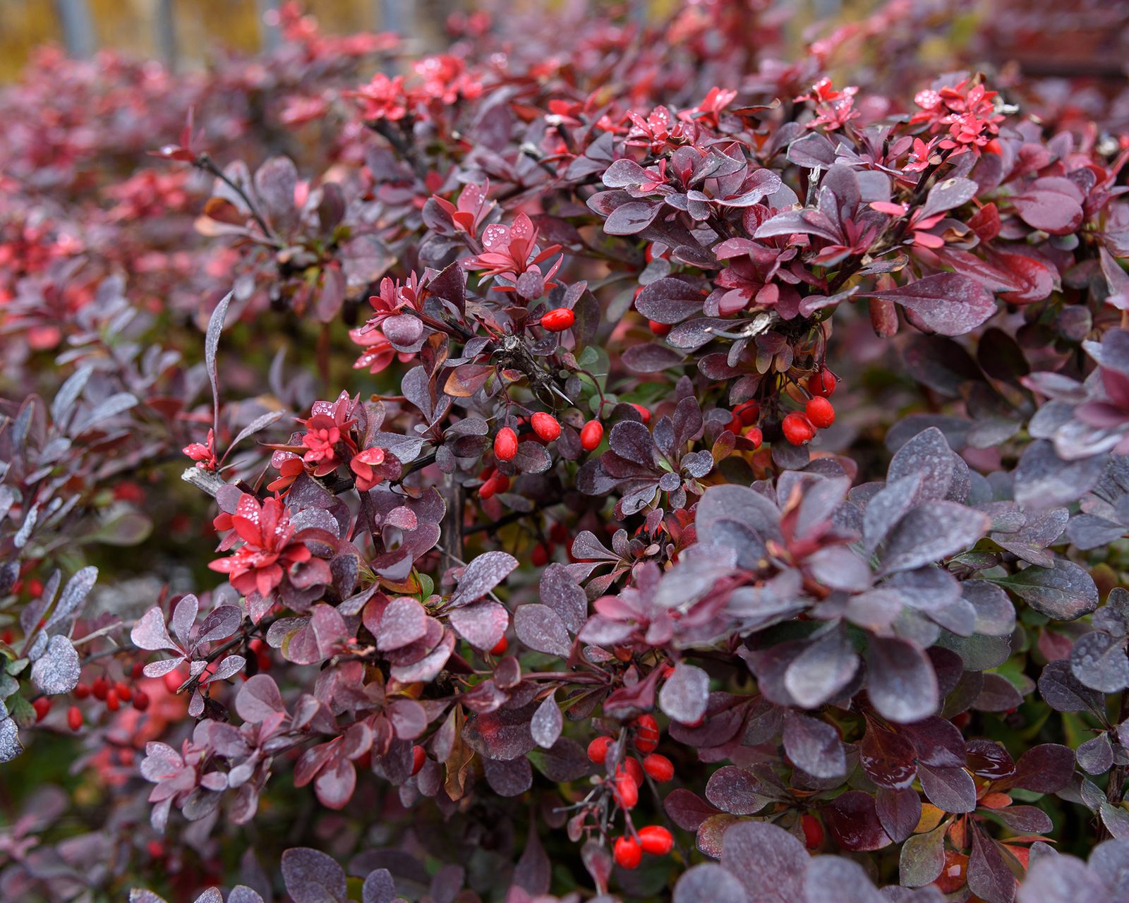 11 Invasive Plants You Should Never Buy At The Garden Center ...