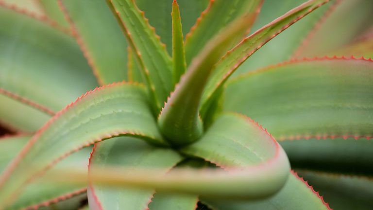 Why is my aloe plant drooping? | Homes and Gardens