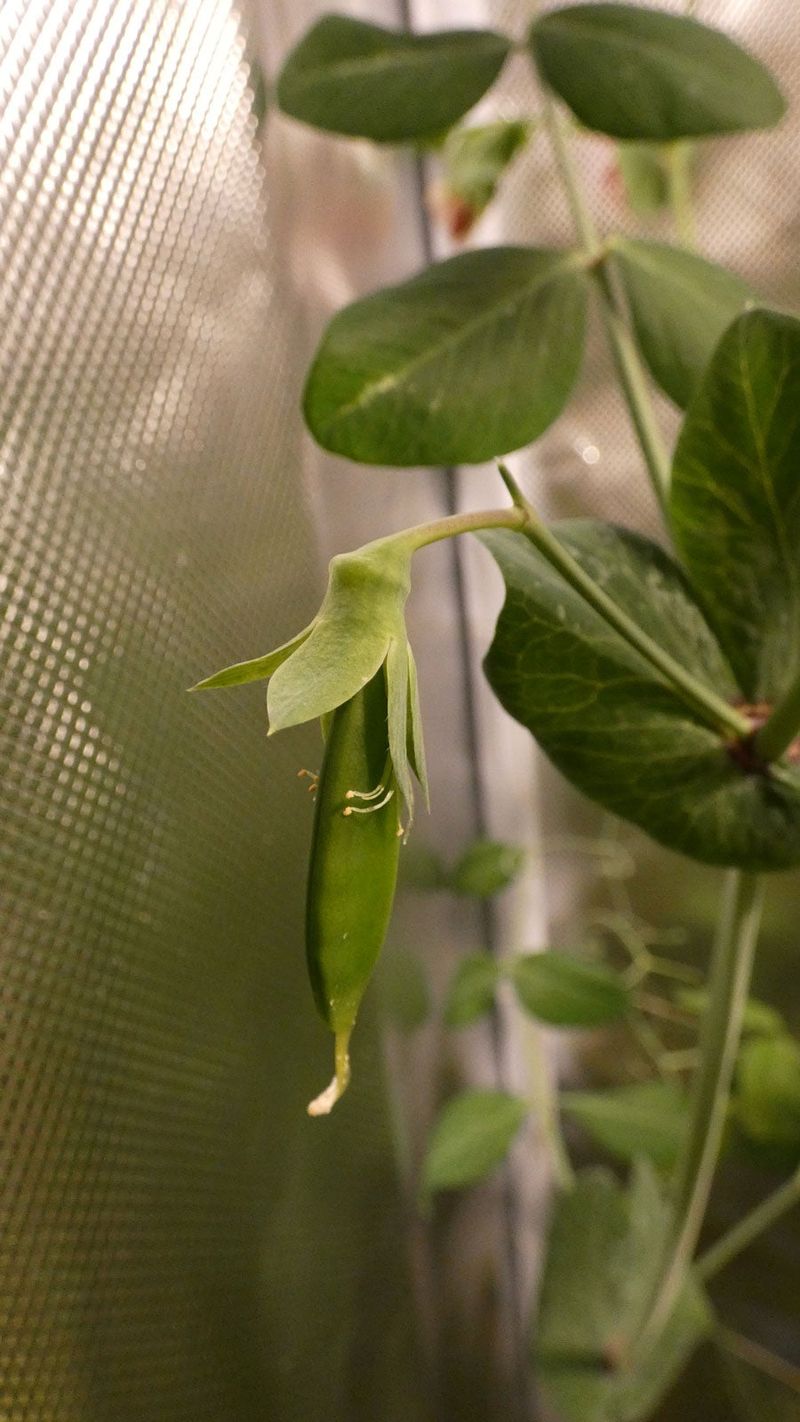 Tips & Information about Peas | Gardening Know How