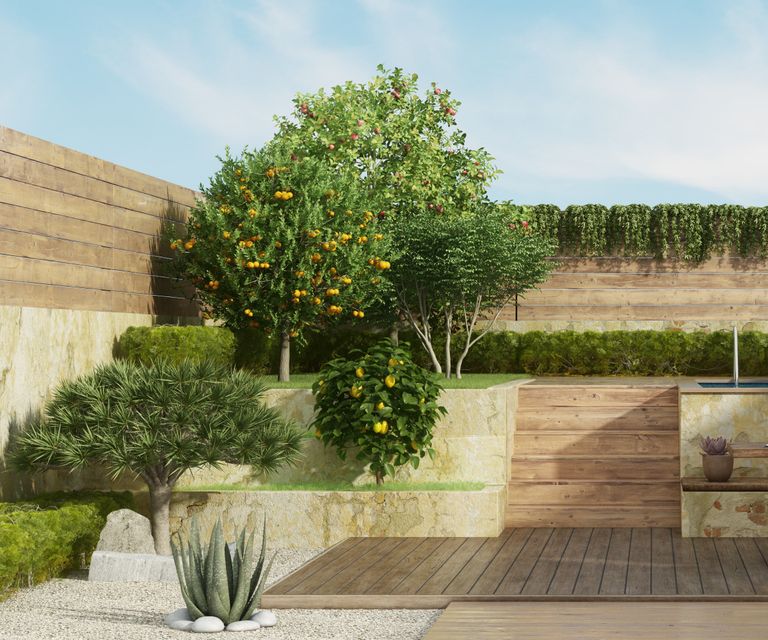 Best fruit trees for small gardens: 8 compact varieties | Homes and Gardens