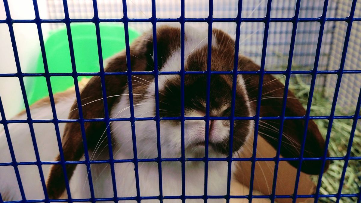 32 common illnesses rabbits can get | PetsRadar