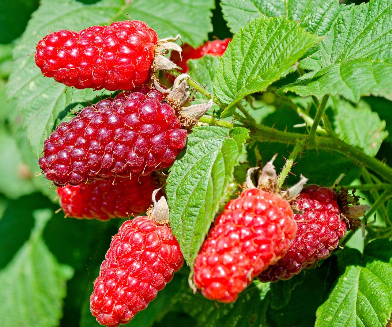 Best brambles: top picks for fruit, flowers and wildlife | Homes and ...