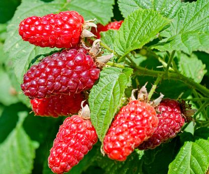 Best brambles: top picks for fruit, flowers and wildlife | Homes and ...