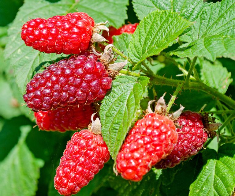 Best brambles: top picks for fruit, flowers and wildlife | Homes and ...
