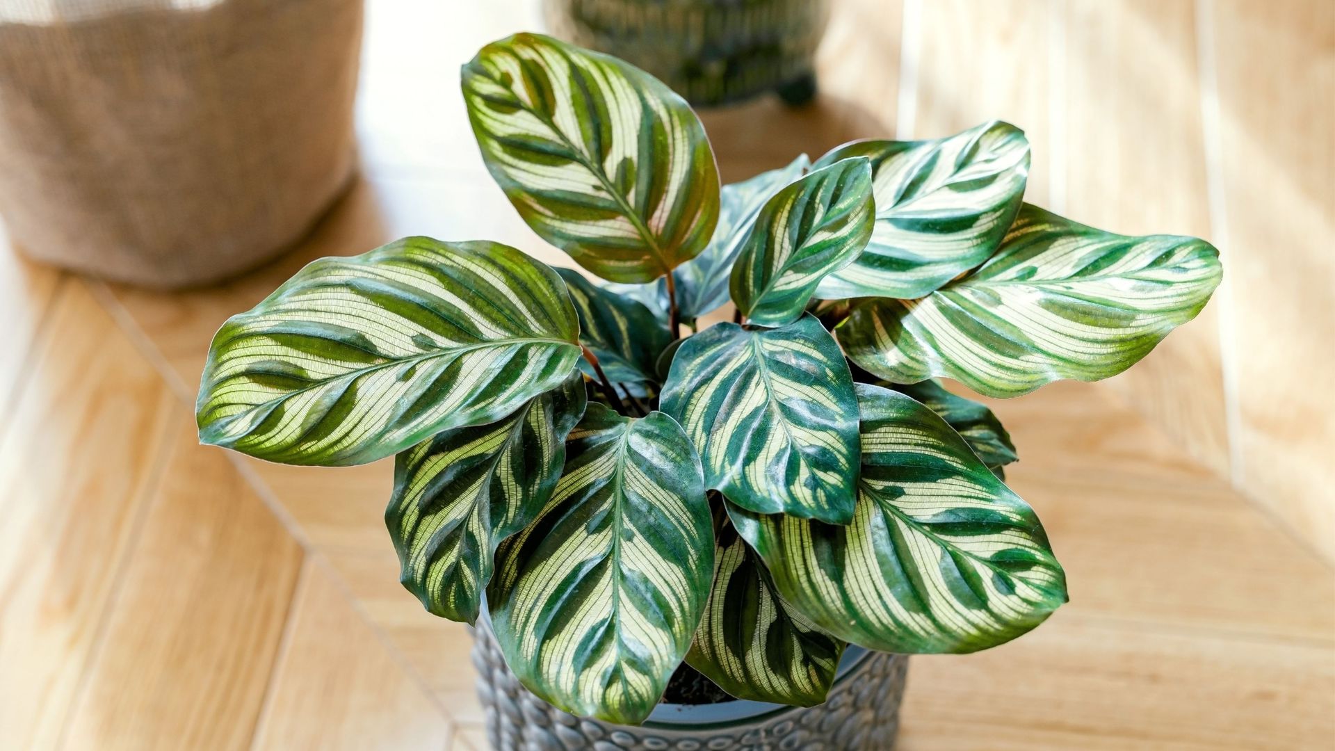 Where to place a calathea – 3 top spots for healthy plants | Ideal Home