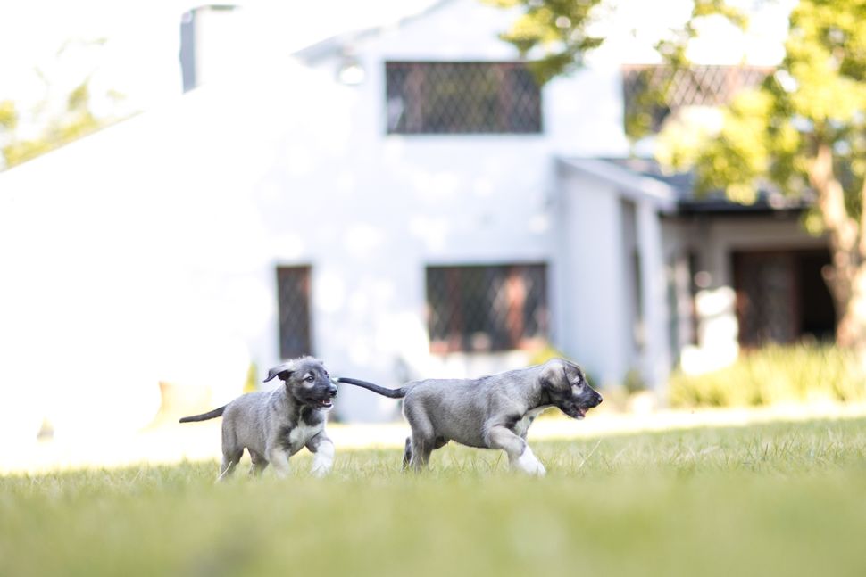 Identical Twin Puppies Confirmed with DNA Tests | Live Science