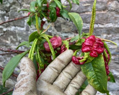 How to prune a peach tree: and the best time to do it | Homes and Gardens