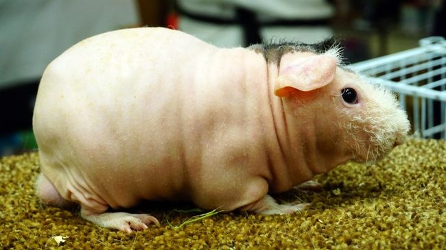 Best guinea pig breeds: Which breed is right for you? | PetsRadar