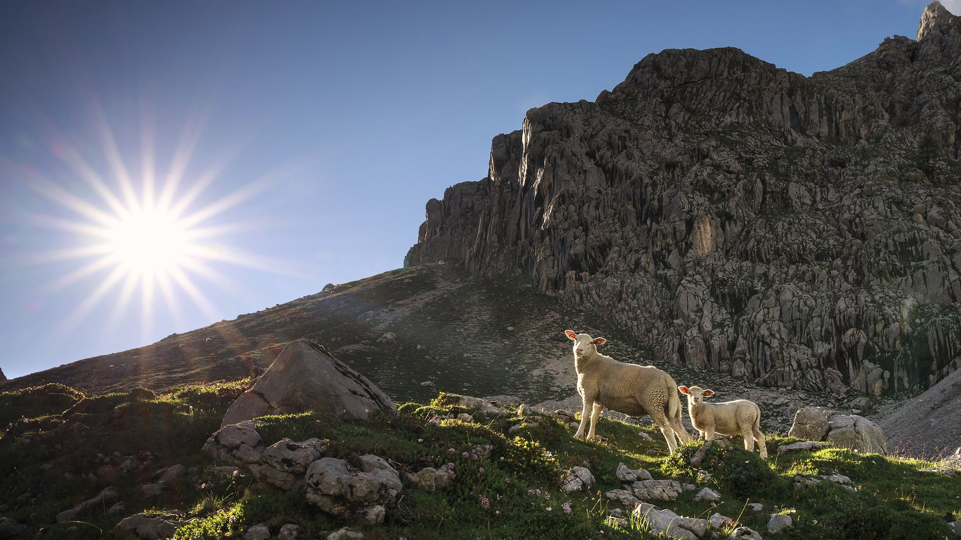 What is merino wool? A guide to this outdoors wonder fabric | Advnture