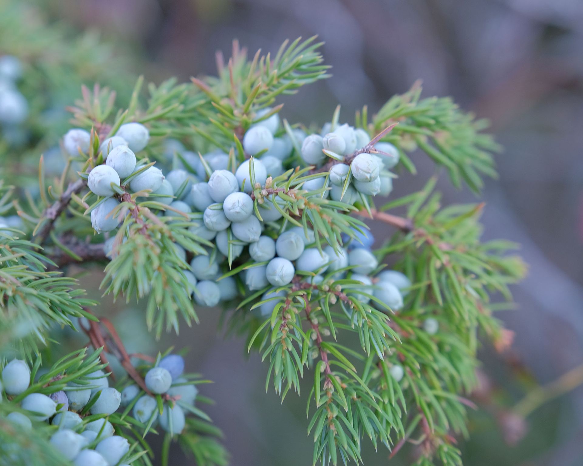 Best trees with berries: 10 trees to feed the wildlife | Gardeningetc