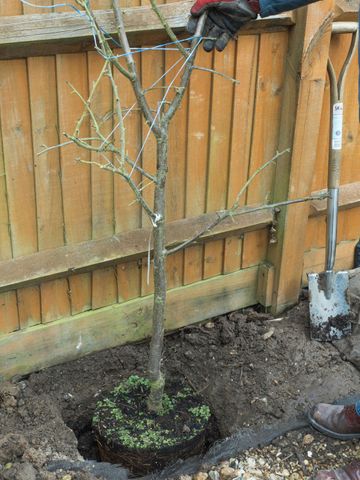 How to move a tree: top tips for replanting trees and shrubs | Gardeningetc