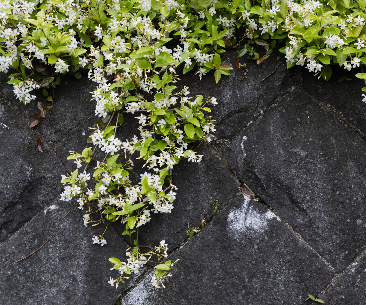 Best evergreen ground cover plants: low maintenance options | Homes and ...