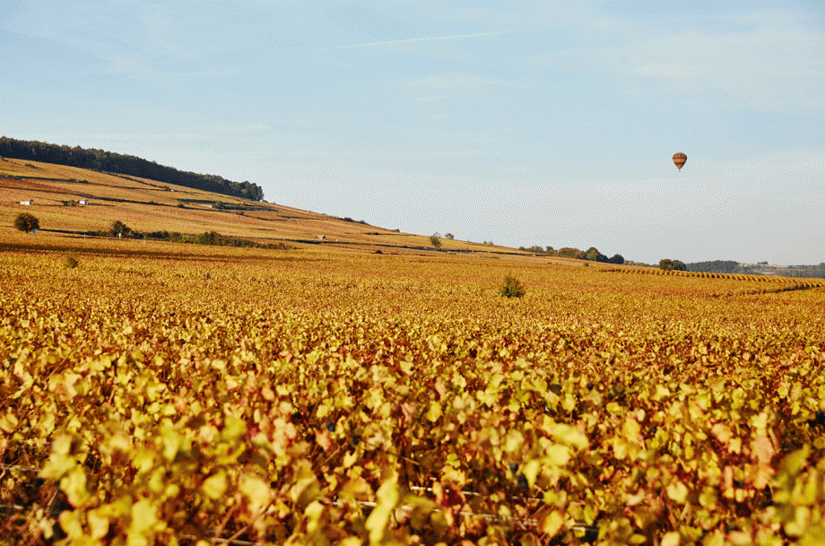 Naked Wines sells fine wine merchant Lay & Wheeler for £11.3m ($14m ...