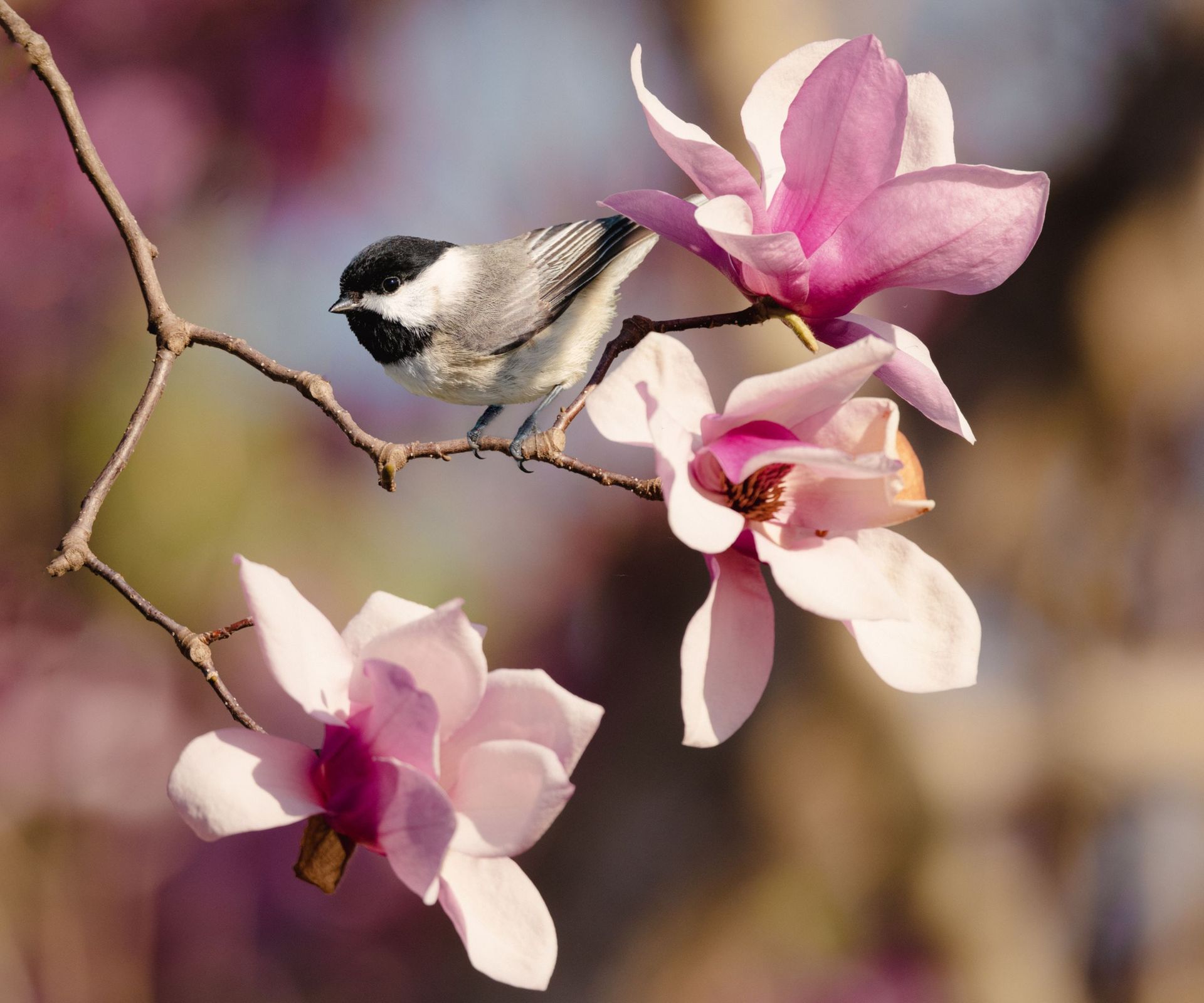 How to grow and care for a magnolia tree: an expert guide | Homes and ...