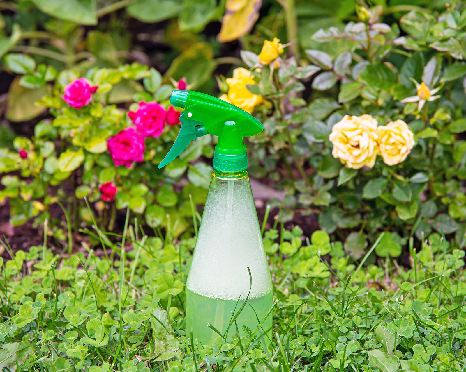 DIY Anti-Bug Compost Spray Recipes To Deter Pests Naturally | Gardening ...