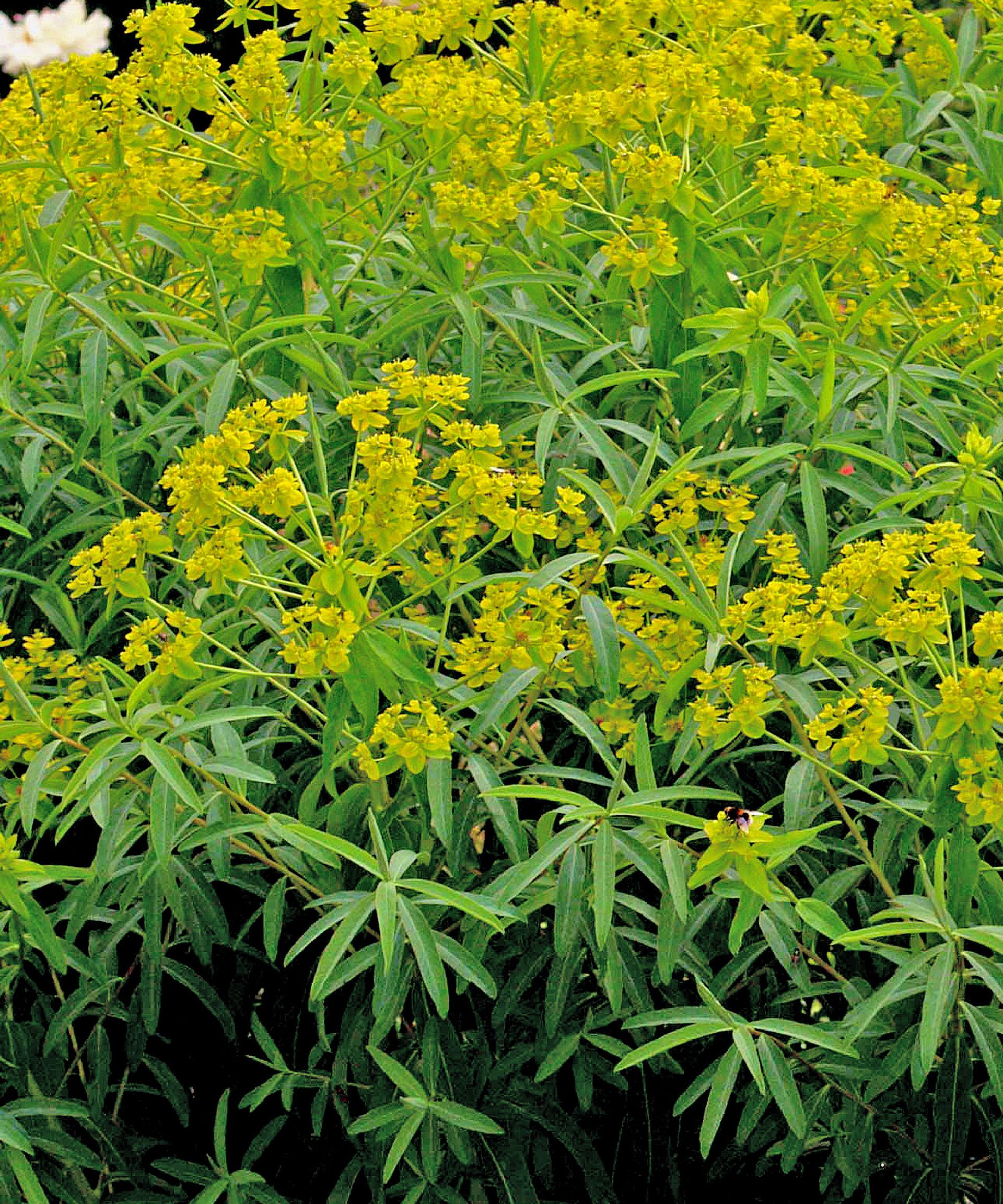 Types of euphorbia: 16 varieties for beds, borders and pots | Gardeningetc