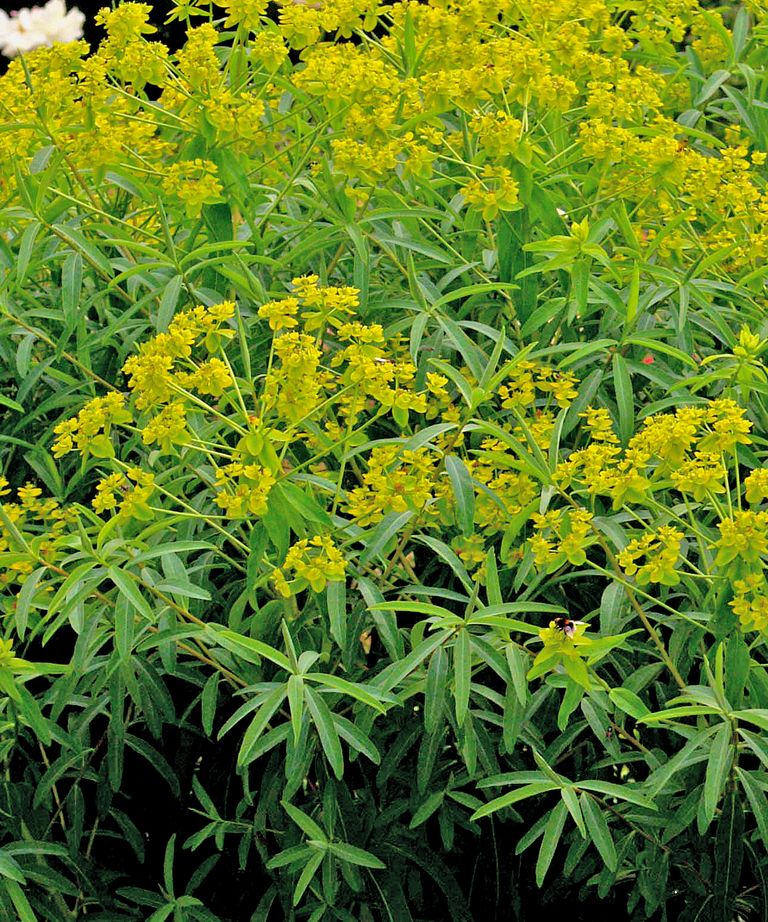 Types of euphorbia: 16 varieties for beds, borders and pots | Gardeningetc