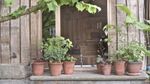 Heuchera care and growing guide: expert tips for coral bells | Homes ...
