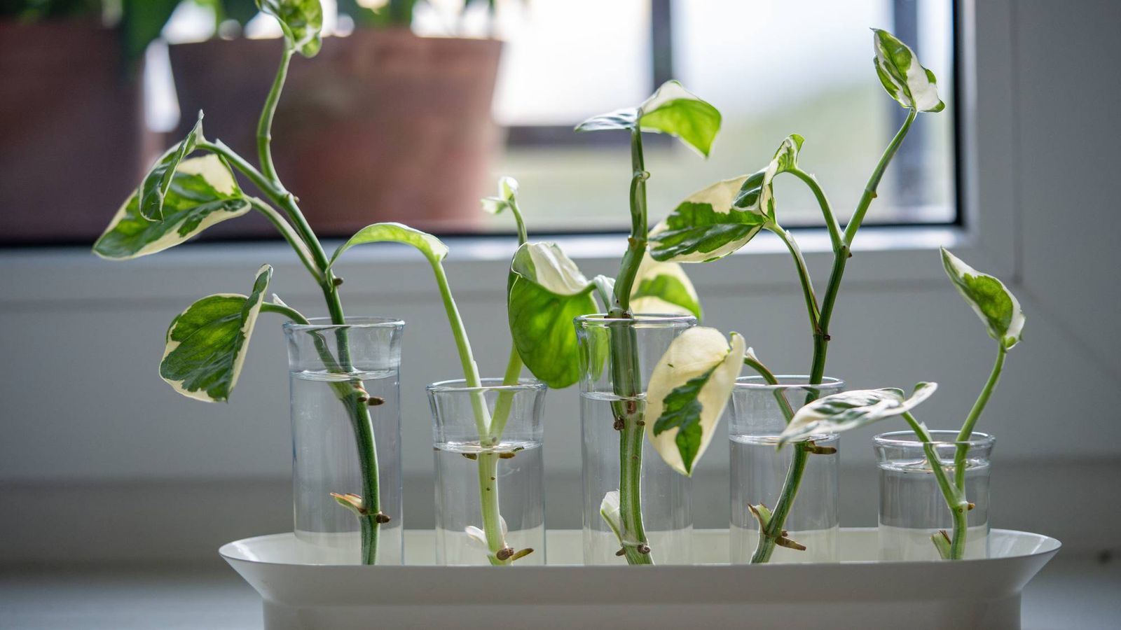 Can Pothos Live in Water Forever? A Step-by-Step Guide | Gardening Know How