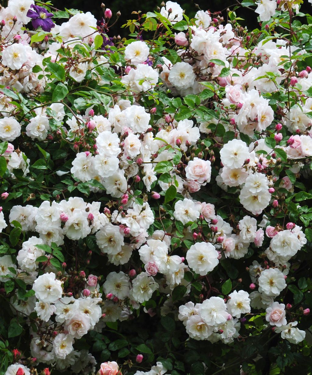 11 Plants for north-facing walls | Homes and Gardens