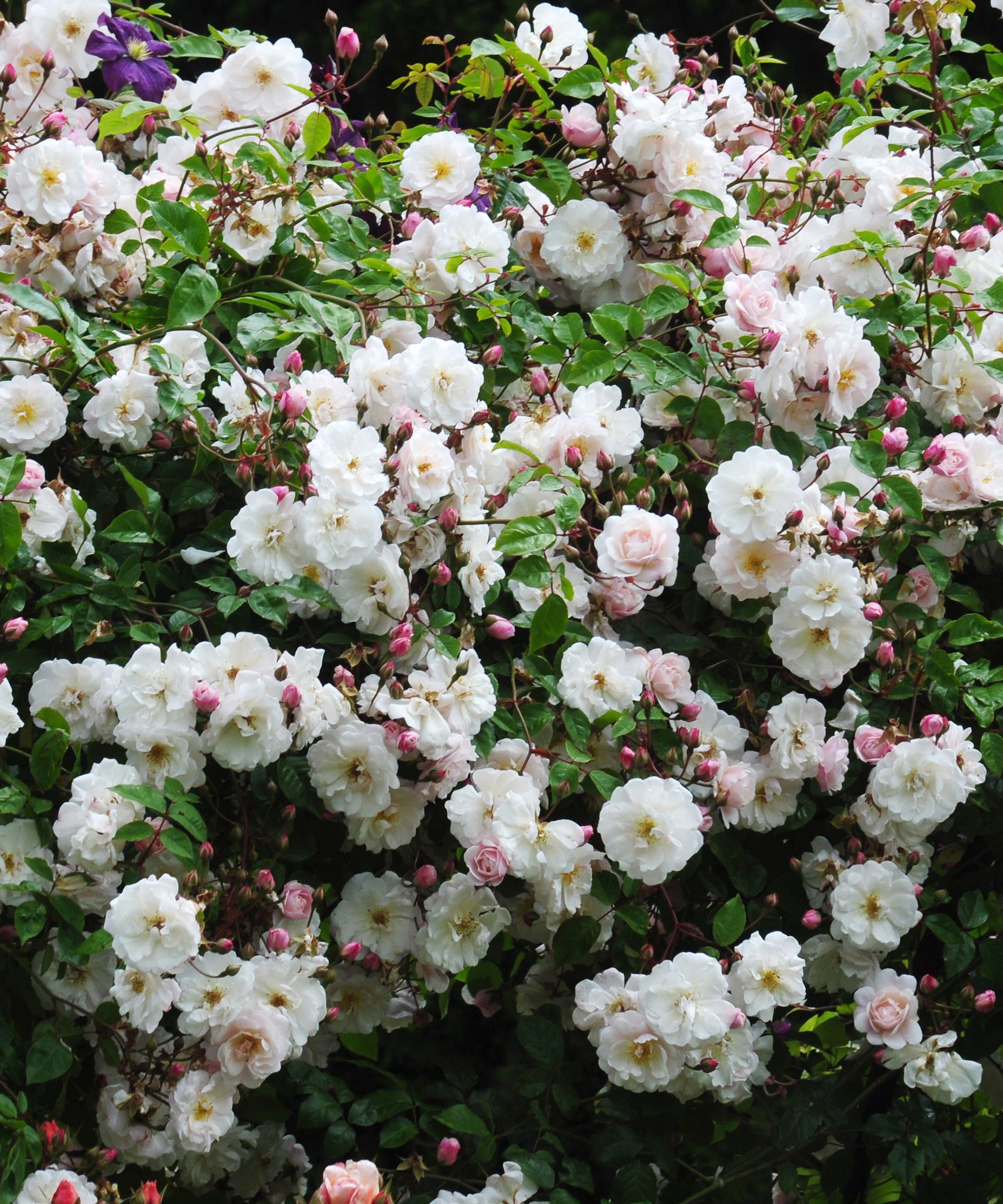 11 Plants for north-facing walls | Homes and Gardens