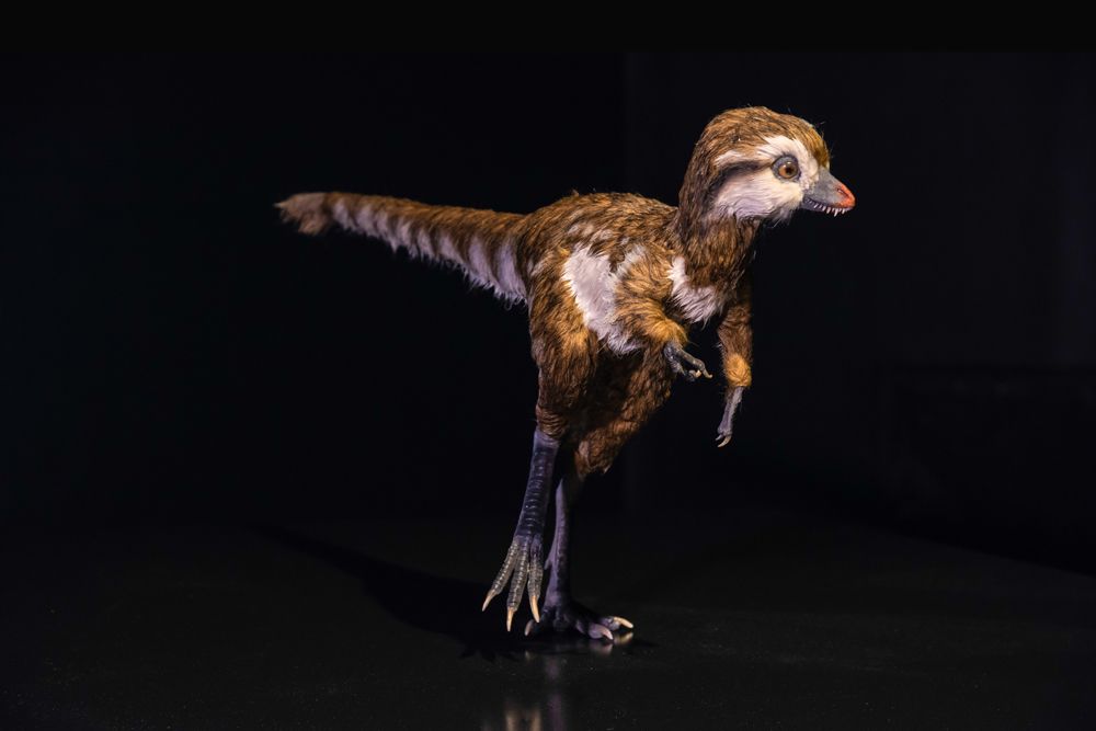 In Images: A New Look at T. Rex and Its Relatives: Page 2 | Live Science