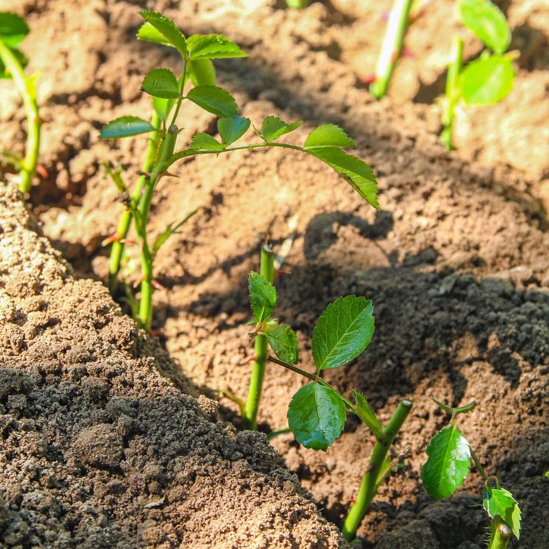 Tips & Information about Roses | Gardening Know How