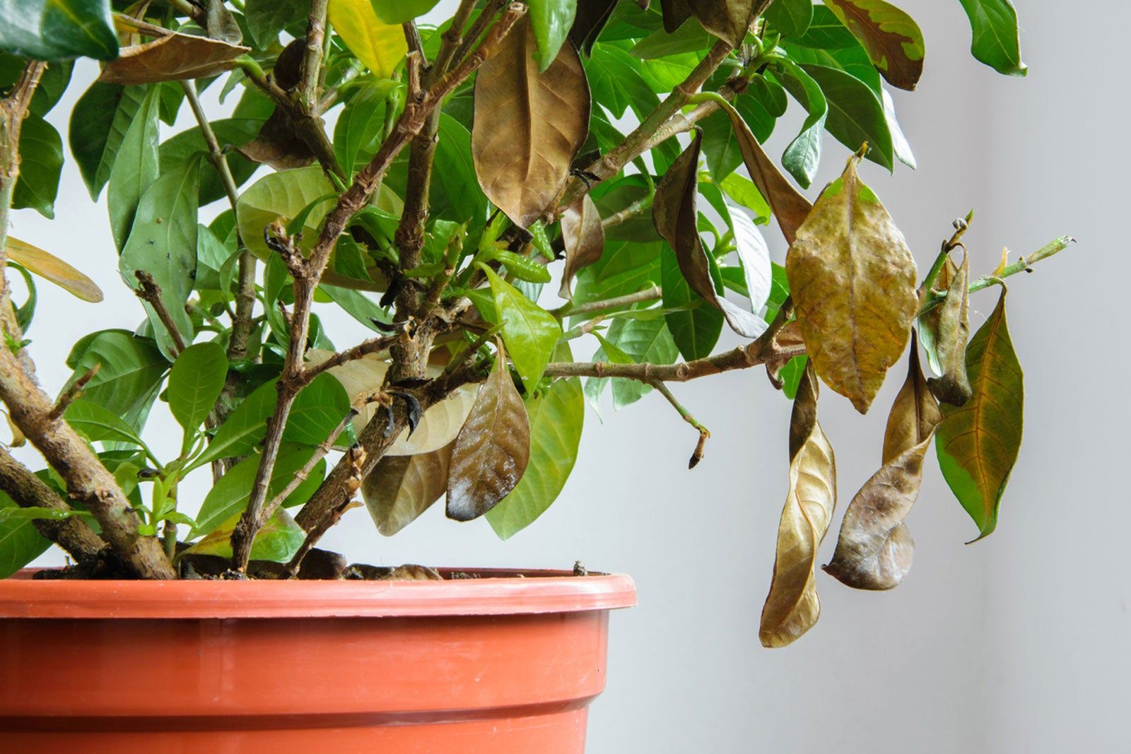 Leaves Falling Off: What Can Cause Leaf Loss On A Plant | Gardening ...