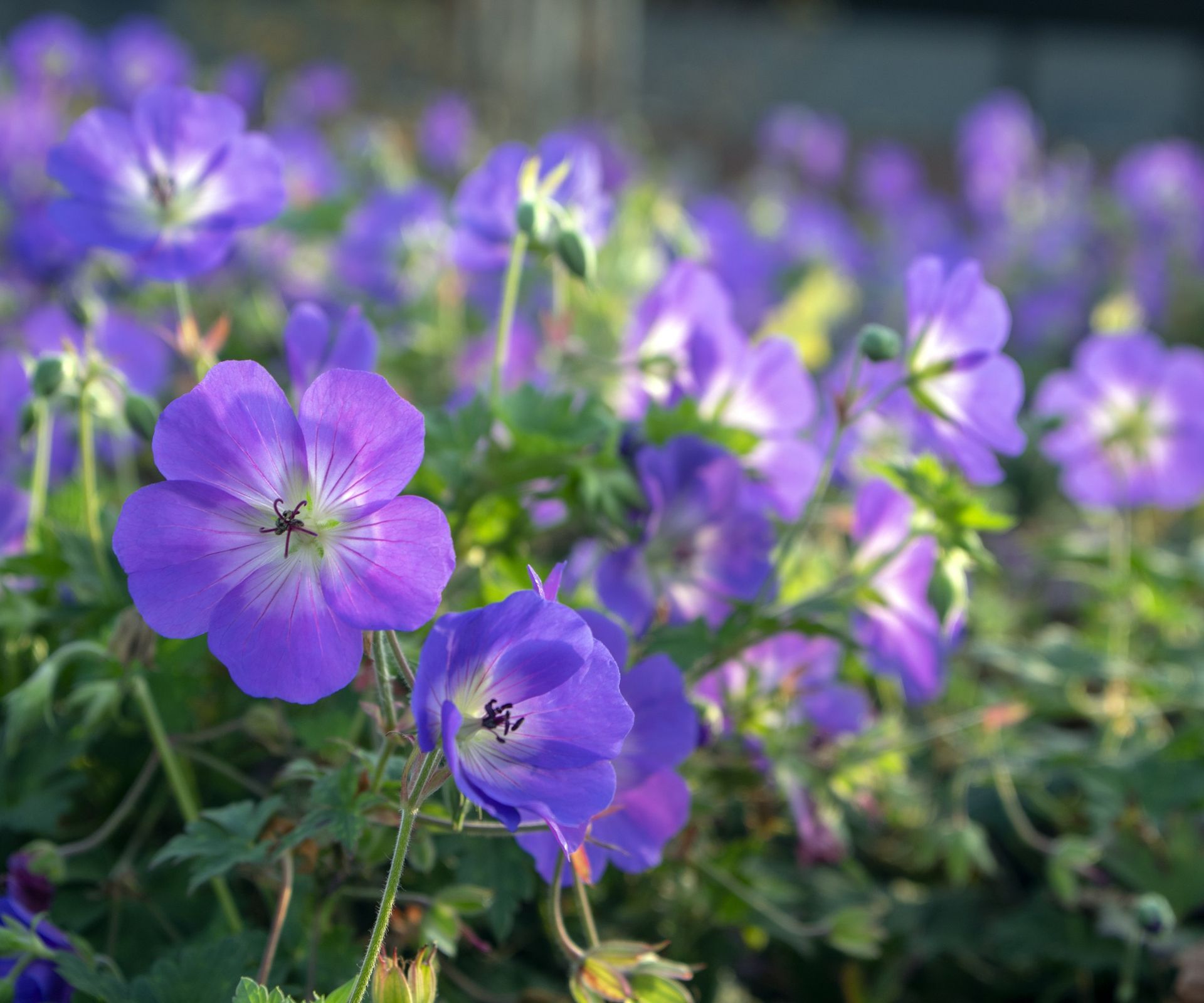 Ultimate Cottage Garden Plants For Shade And Partial Shade | Gardening ...