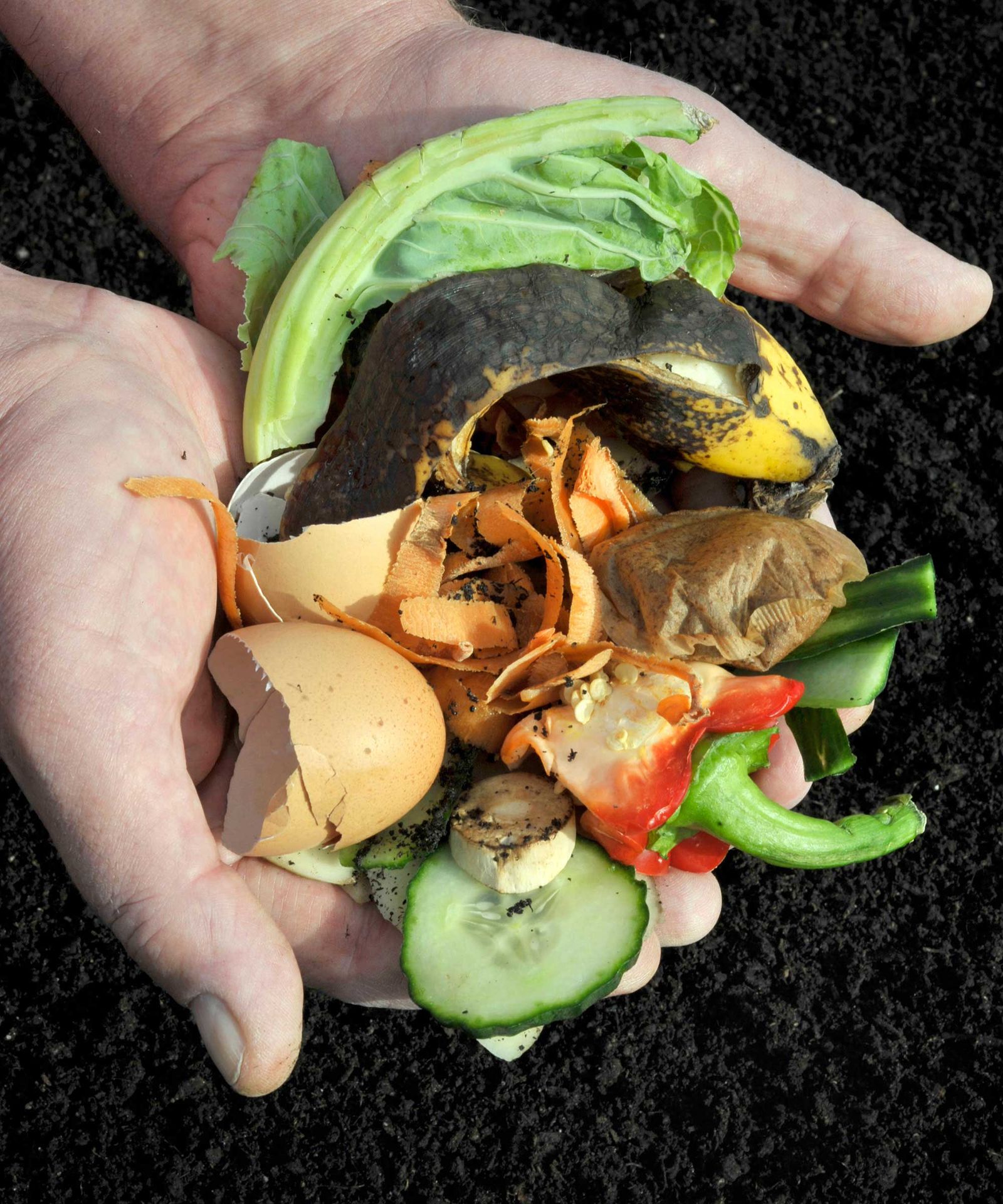 What not to put in a wormery: 6 foods you should avoid | Homes and Gardens