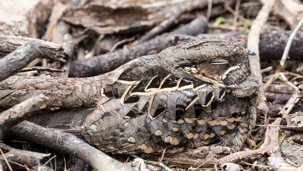 Camouflaged animals are hiding in every one of these photos — can you ...