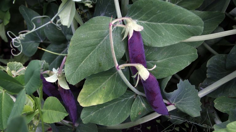 History Of Blue Podded Blauwschokkers Garden Peas | Gardening Know How